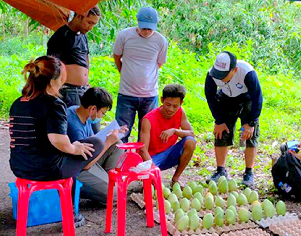 Manila Bulletin - UP Cebu pioneers AI-driven solution to mango sorting